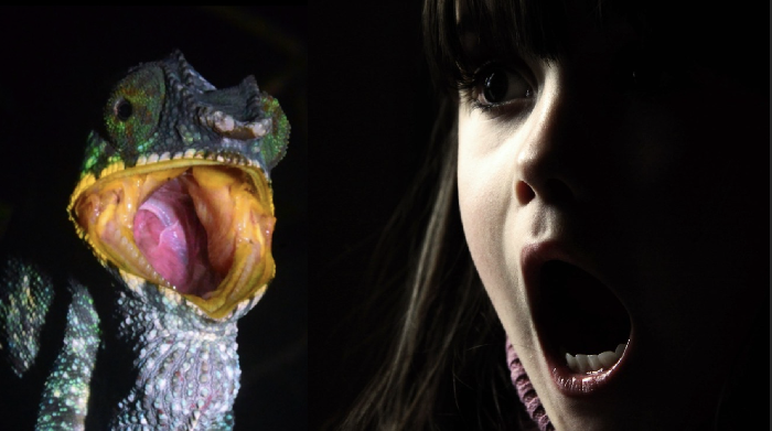 The chameleon effect :: Chameleons